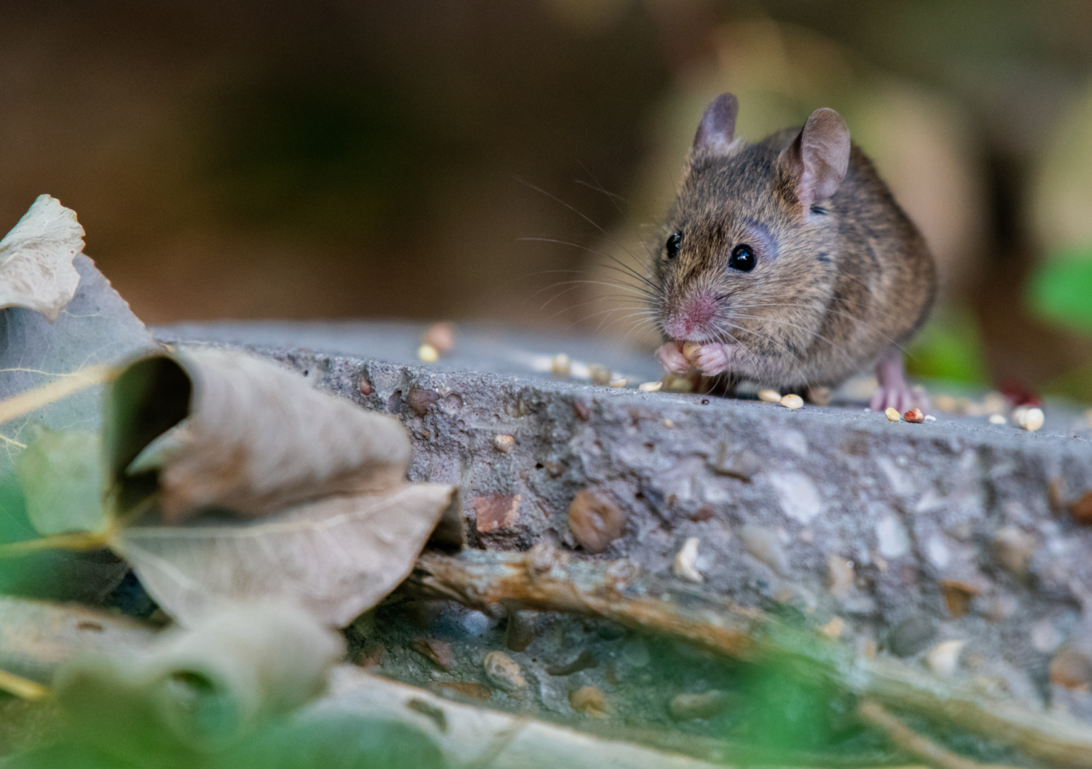 Pest Control Mice - iX5 Pest Control - Throughout Northants & Surrounding