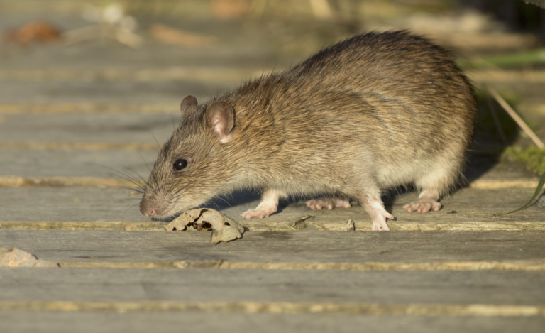 Rat Pest Control from iX5 Pest Control for both homes and businesses