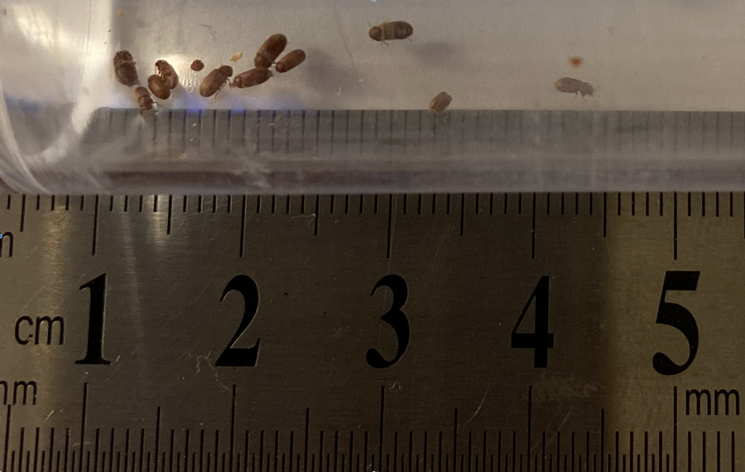 What are Stored Product Insects? - iX5 Pest Control