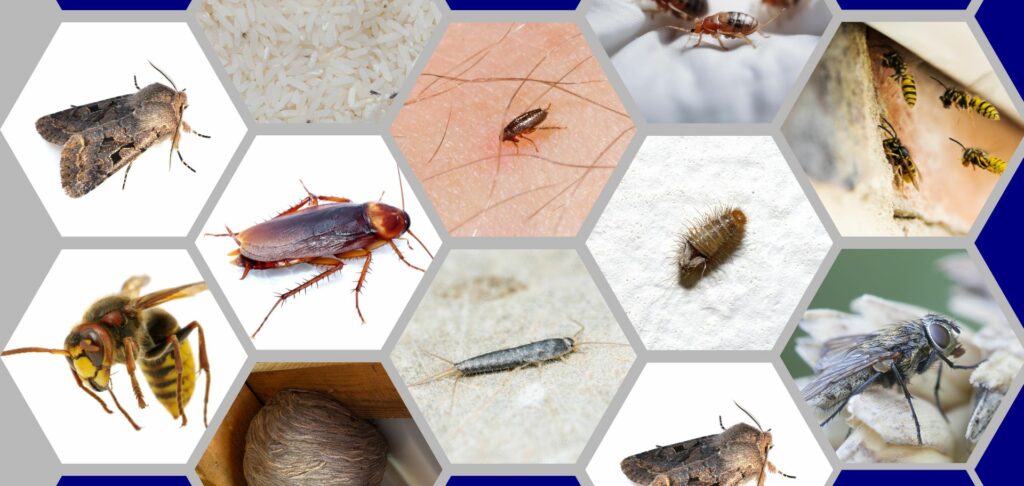 Insect Pest Control - iX5 Pest Control